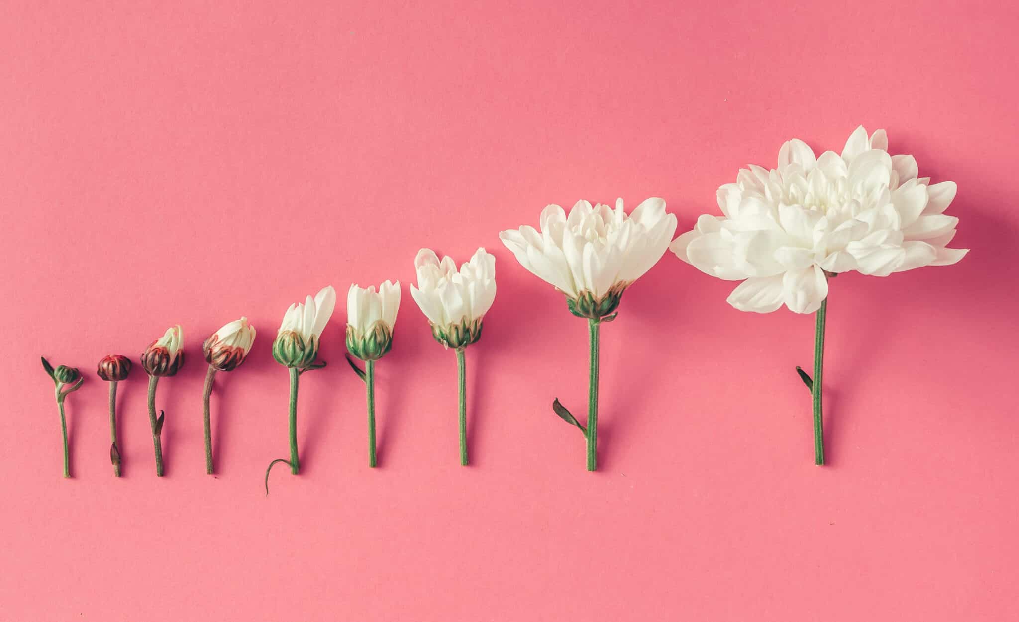 Scale Your Growing ECommerce Business With Limited Resources scale-your-growing-ecommerce-business-with-limited-resources